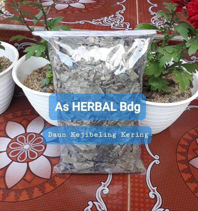 Daun kejibeling pecah beling kering 200 gram | Lazada Indonesia