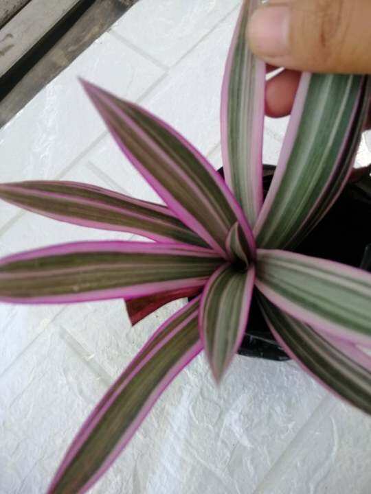 MOISES IN THE CRADLE-Indoor outdoor Plant Real or Live plants ...