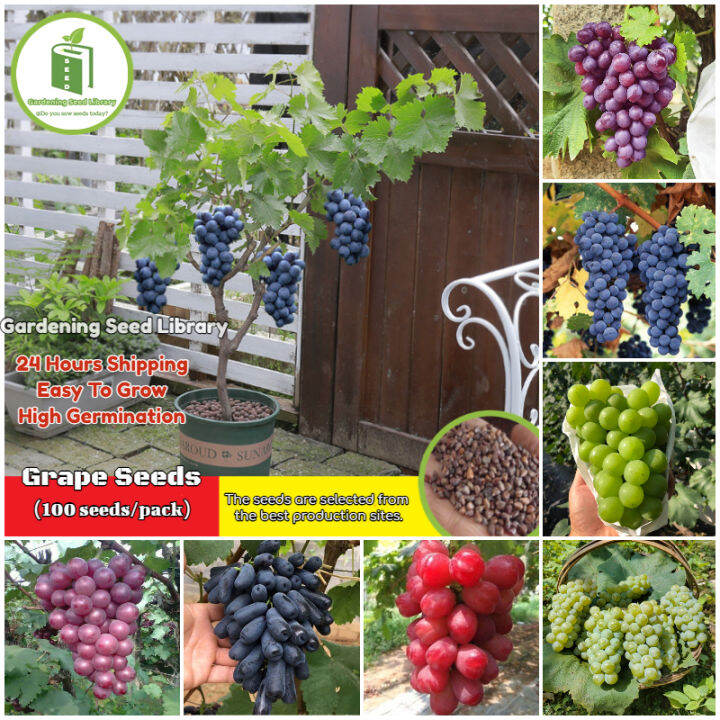 High Quality Sweet Grapes Seeds for Planting (100 Seeds/Pack)丨Buto ng ...
