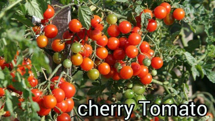 Benih Tomato Ceri Merah / Red Cherry Tomatoes - Ready Stock | Lazada