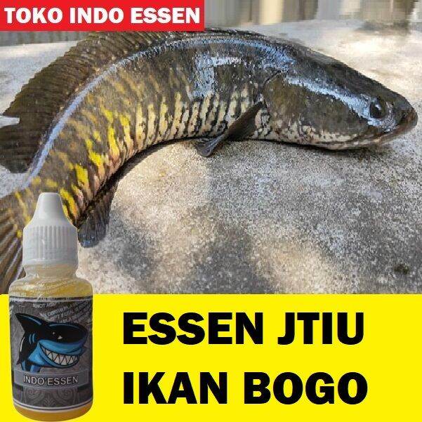 BISA COD Essen Jitu Ikan Bogo Unggulan Anti Boncos 30ml | Lazada Indonesia