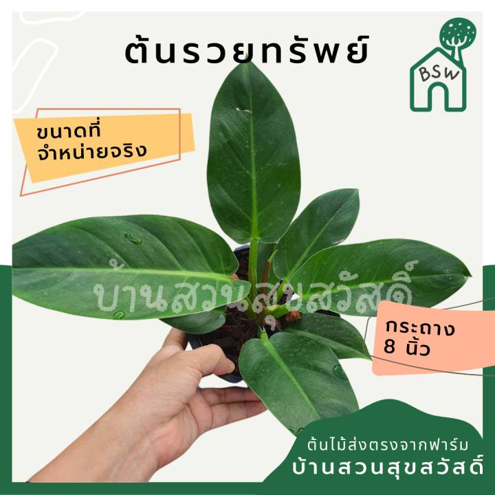 รวยทรัพย์ มาในกระถางพร้อมตั้ง ฟิโลเดนดรอน philodendron ruaysap | Lazada ...
