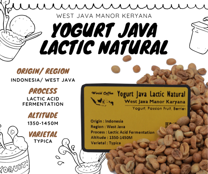พร้อมส่ง เมล็ดกาแฟ Yogurt Java Lactic Natural process/ เมล็ดกาแฟนอก ...