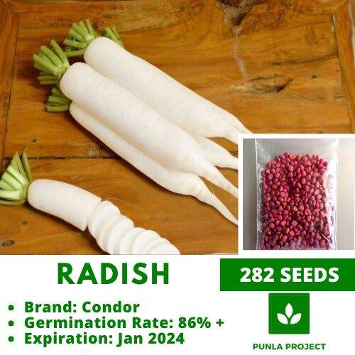 LABANOS 50 SEEDS Radish Nagcarlan vegetable repacked seeds | Lazada PH