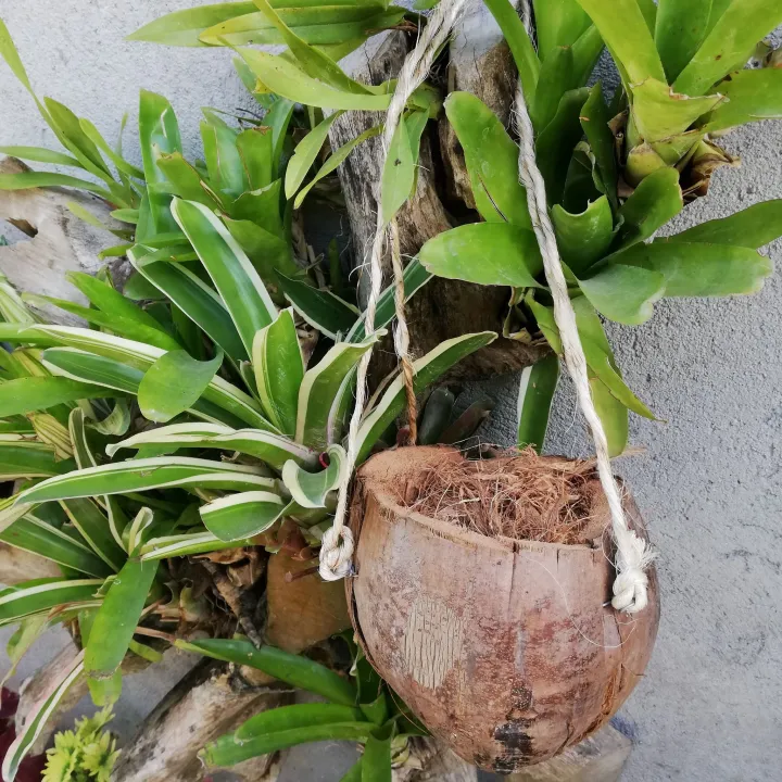 LLC's Coconut husk for plants/Coconut Hanging husk for Plants/hanging ...