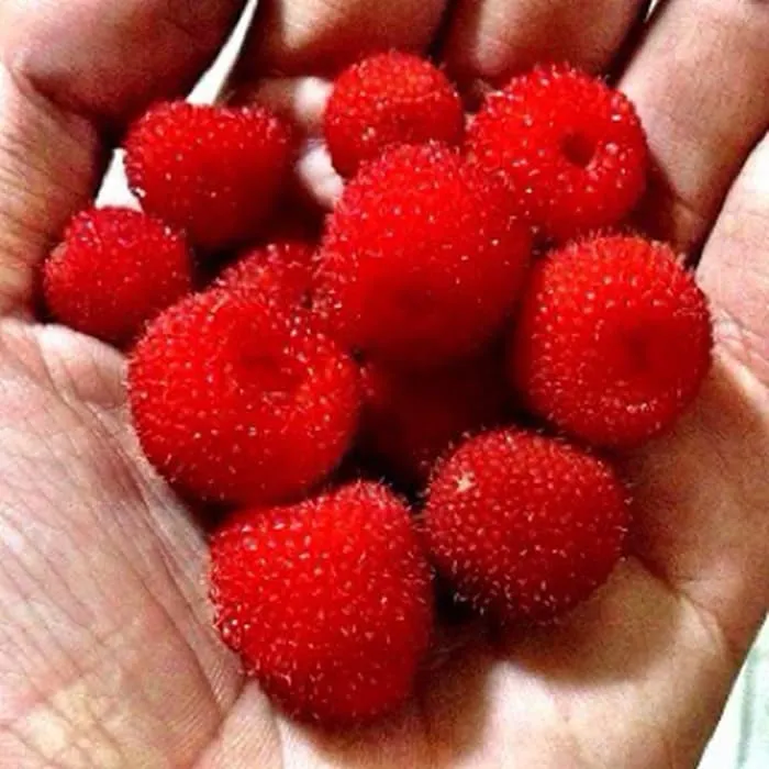 isi 12 Biji Benih Arbei Hutan (Tropis) Rubus reflexus | Lazada Indonesia