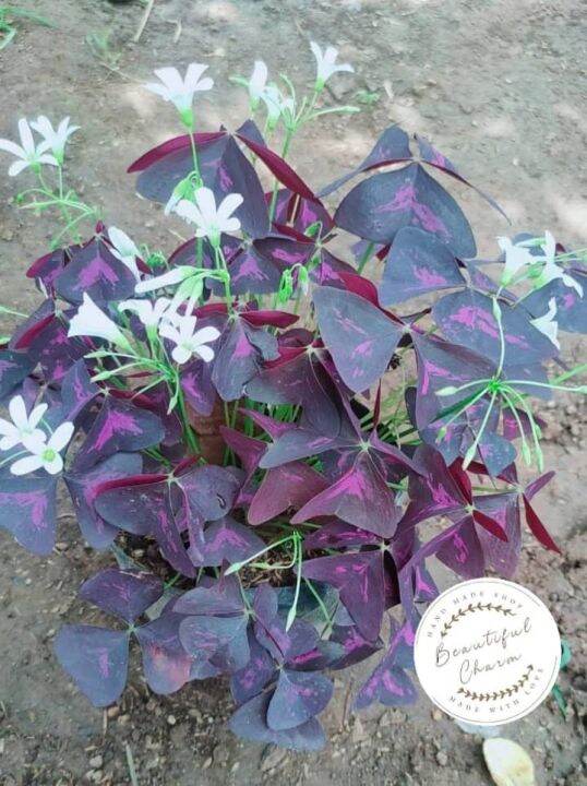 Oxalis Triangularis ( Butterfly Plant) LIVE PLANT With FREE Plastic Pot ...