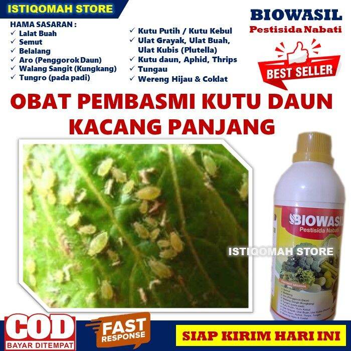 Obat Hama Kutu Daun Tanaman Kacang Panjang BIOWASIL 500ML Pestisida ...