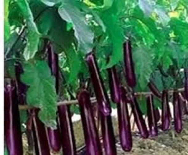 TALONG SEED`S HYBRID (LONG PURPLE EGGPLANT) | Lazada PH