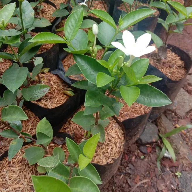 Tanaman Hias Melati Jasmine / Tanaman Melati Yasmin / Melati Yasmine ...