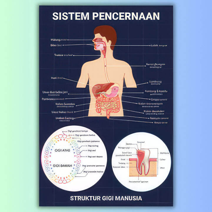 Poster SISTEM PENCERNAAN TUBUH MANUSIA Edukasi Sekolah Pendidikan Anak TK PAUD SD | Lazada Indonesia