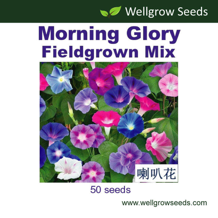 Morning Glory Fieldgrown Mix (Ipomoea purpurea) (50 sds) Flower Seeds ...
