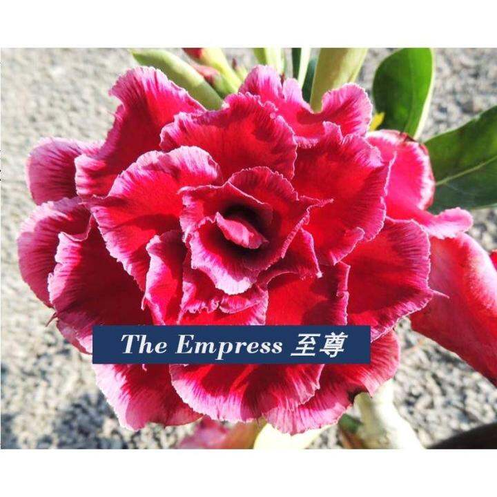10 Pcs Adenium Fu Gui Flower Desert Rose Seeds Benih Bunga Kemboja Seed ...