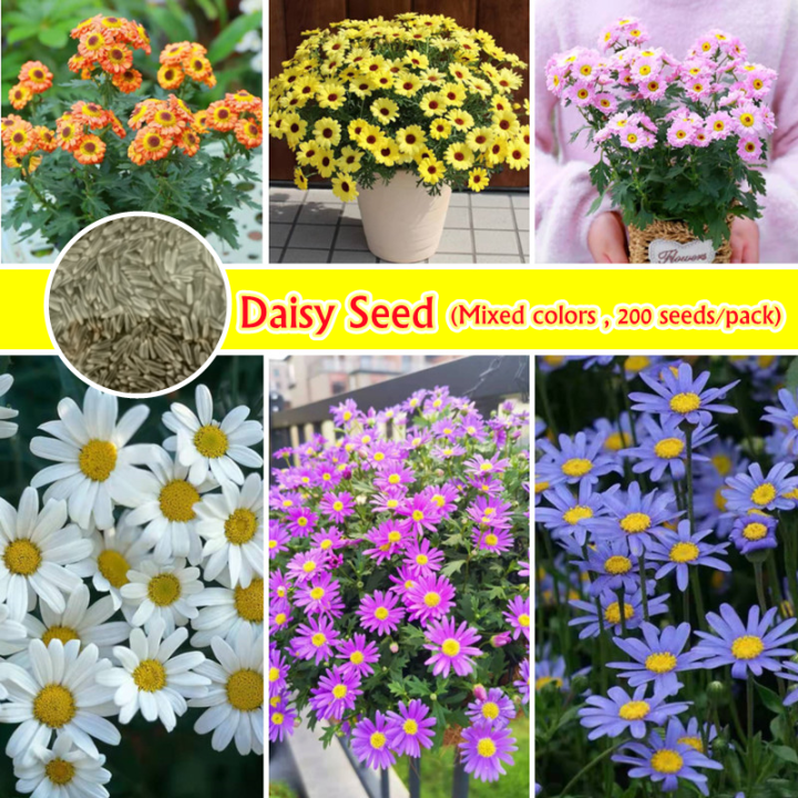 [Fast Germination] Daisy Seeds (Mixed Colors 200 Pcs Seeds/bag) Potted ...