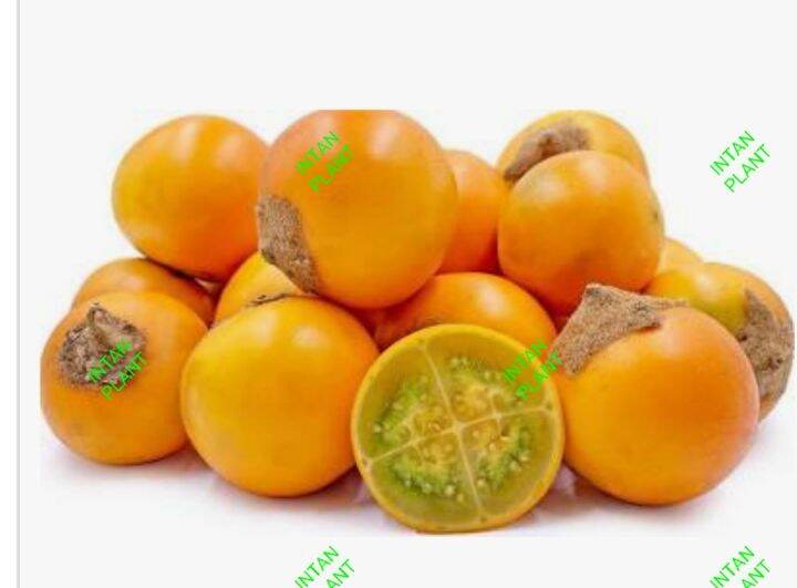 ANAK POKOK TERUNG ASAM / TERUNG BULU / DAYAK / SOUR BRINJAL / SOLANUM ...