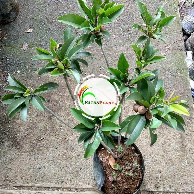 Pohon Sawo manila | Lazada Indonesia