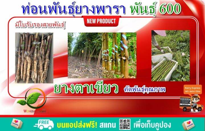 ต้นพันธุ์ยางพารา ปักษ์ใต้ (ยางตาเขียว) พันธุ์ RRIM 600 บรรจุ 200 ต้น ...