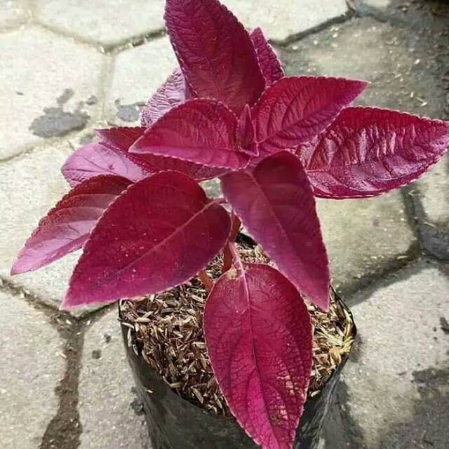 Tanaman hias jawer kotok - pohon miyana merah | Lazada Indonesia