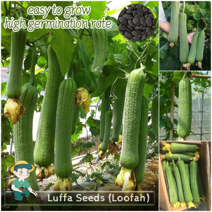 [Easy to grow in Malaysia] Smooth Loofah Long Luffa Seed High Yield ...