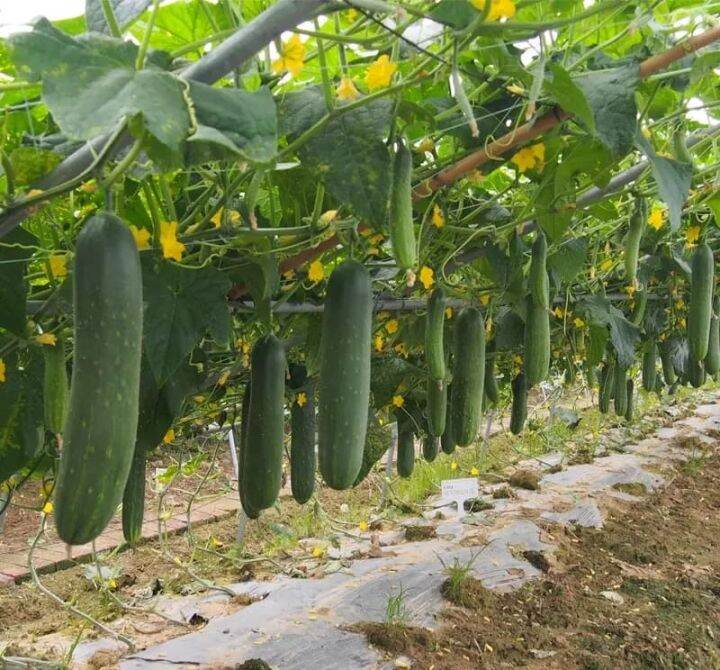 PIPINO SEED`S BIG VARIETY | Lazada PH