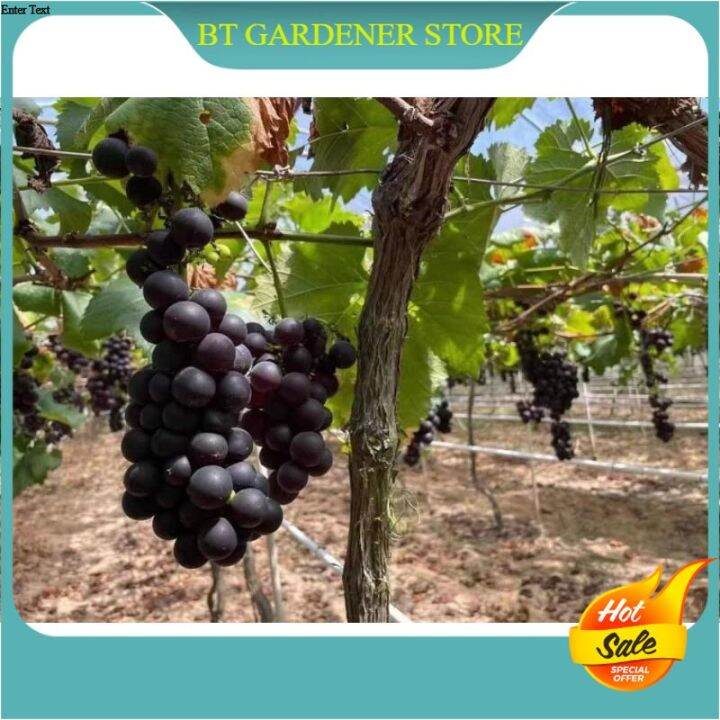 Pokok Grafted Seedless Anggur Black Summer Ready Stock Sarawak Sesuai ...