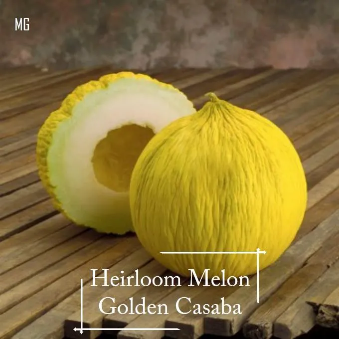 *Rare* Heirloom Melon Golden Casaba seeds - 10 seed *Pot Friendly ...