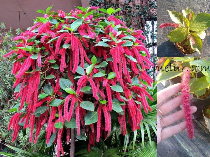 MM- Acalypha Hispida sapling / Anak Pokok Ekor Kucing Merah | Lazada