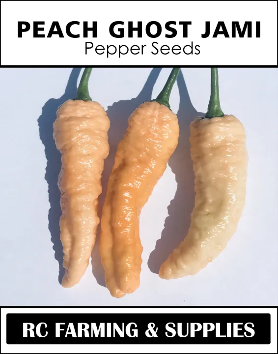 Peach Ghost Jami Pepper Seeds 10pcs | Lazada PH