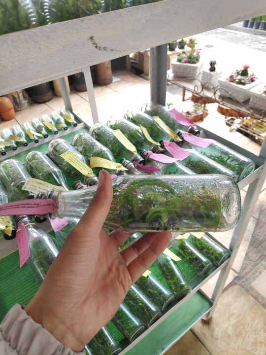 Anggrek Botol Cattleya | Lazada Indonesia