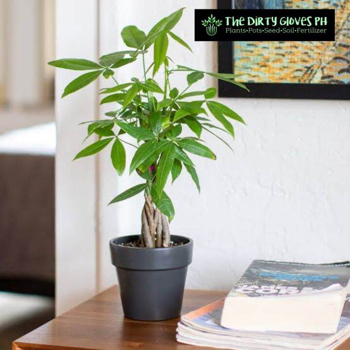 99 Pesos - Braided Money Tree (5 stalks) - Free pot and white pebbles ...