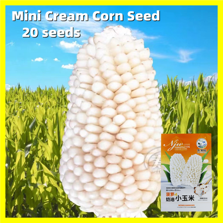 Mini White Cream Corn Seed - High Yield 20 Seeds Sweet Glutinous Corn ...