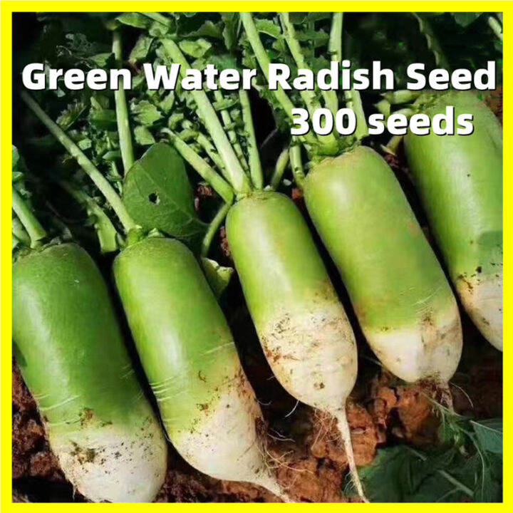 Green Water Radish Seed - 300 Seeds Fresh Hybrid Sweet Crispy Radish ...
