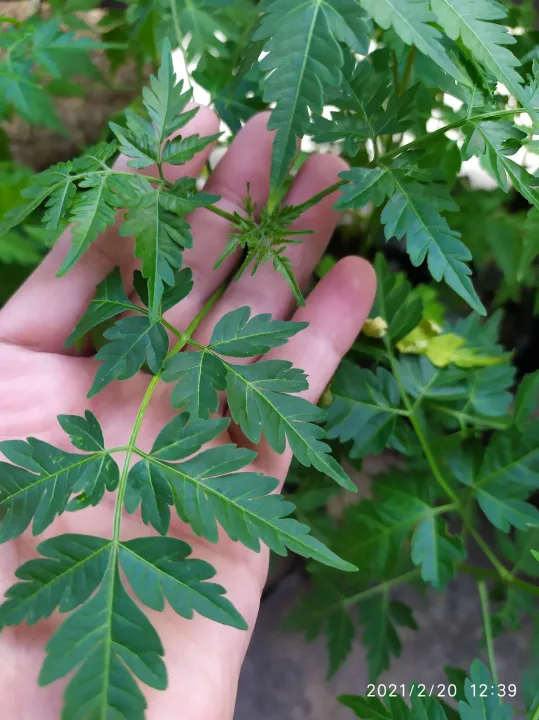 Neem Tree seedling | Lazada PH: Buy sell online with cheap price ...