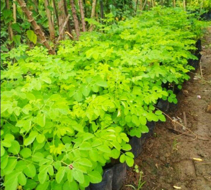 High Quality FRESH INDIA'S 10‘’ MEDICATION MORINGA PLANT / ANAK POKOK ...