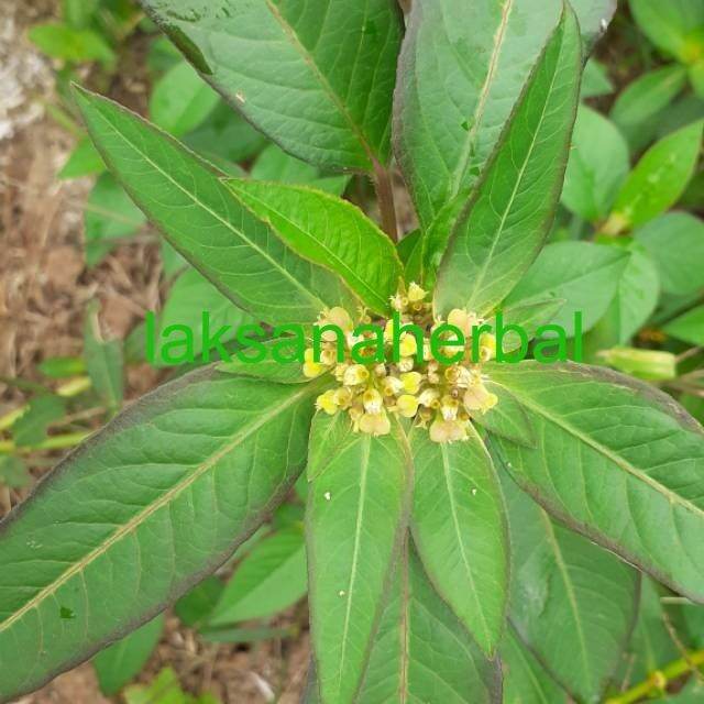 Jual Daun Kate Mas Atau Daun Duduk Mentul Segar 300 Gram | Lazada Indonesia