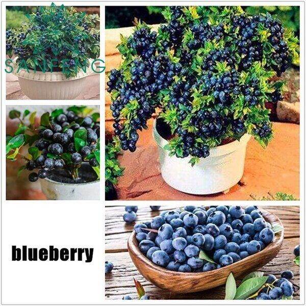 Ready Stock 20Pcs Blueberry Tree Seeds Bibit Seeds Fruit Benih Pokok ...