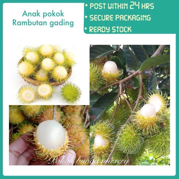 PBN - anak pokok rambutan gading - pokok bunga nursery cepat rajin ...