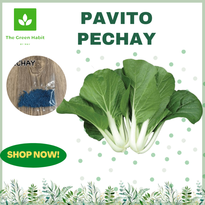 The Green Habit | 400pcs seeds/VALUE PACK/PECHAY PAVITO SEEDS (Hybrid ...