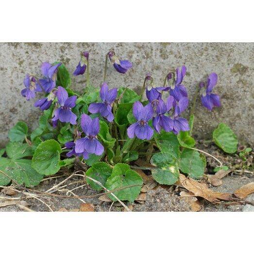 English Sweet Violet leaf whole herbal (Viola Odorata) Banafsha Farfeer ...