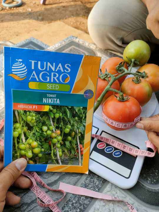 BENIH TOMAT NIKITA F1 HIBRIDA TUNAS AGRO | Lazada Indonesia