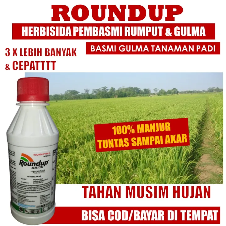 (HERBISIDA Terbaik) Obat Pembasmi Rumput Liar RoundUp Paling Manjur ...