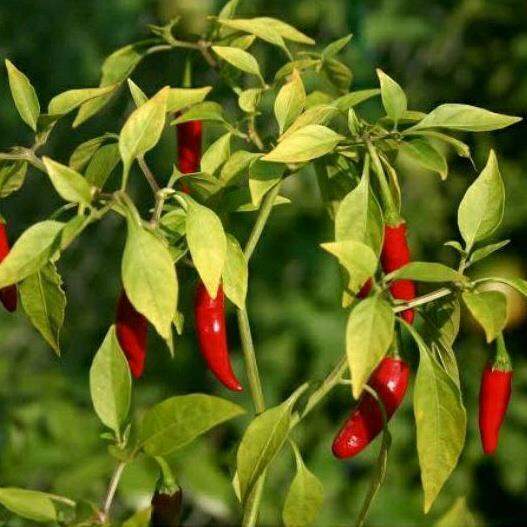 Sili labuyo/Sili Pansigang/Bell Pepper Capsicum fructescens (Sili ...