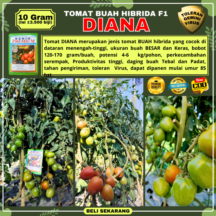 (TOMAT DIANA F1) Benih Tomat Besar Hibrida F1 DIANA Toleran Virus 10 ...