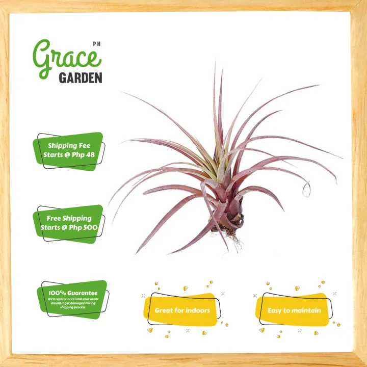 Air Plant Capitata Rubra | Airplant | Indoor Plant | Grace Garden Ph ...