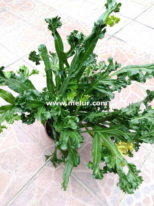 MM- Tanduk Rusa pot 6 (Polypodium punctatum Grandiceps) Anak Pokok ...