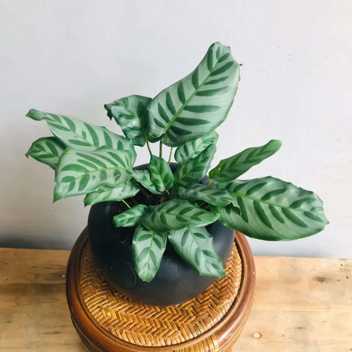 Calathea Bella medium size ships nationwide - COD | Lazada PH