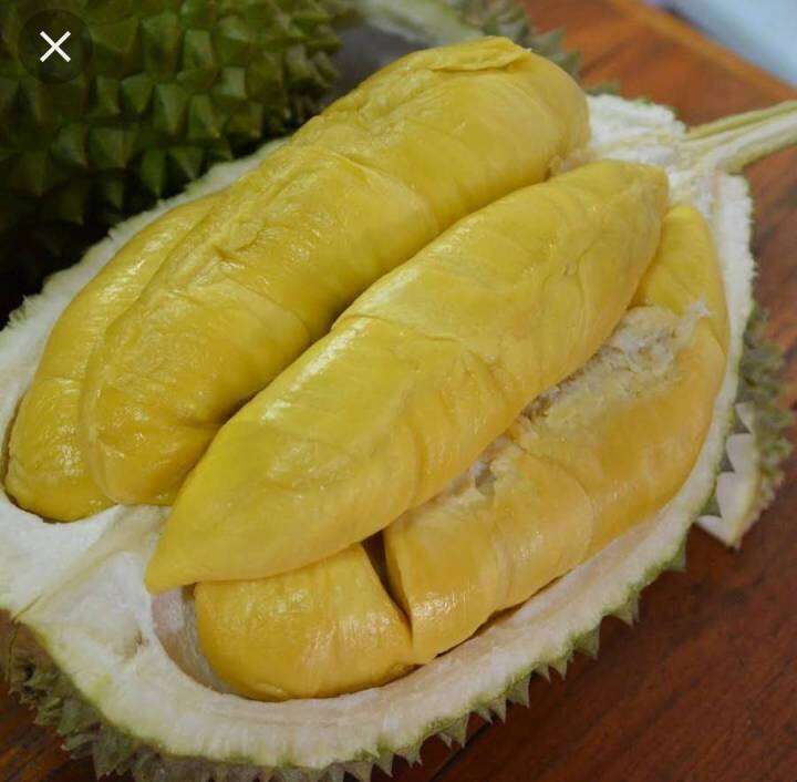 ต้นทุเรียนสายพันธุ์มูซังคิงส์ Musang King ทนทานต่อสภาพแวดล้อม มีรสชาติ ...