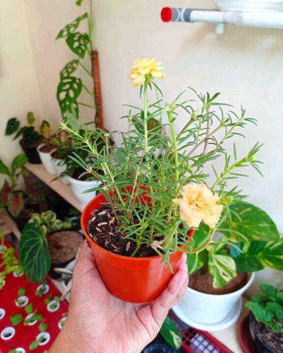 TANAMAN HIAS BUNGA PUKUL 9 COD Tanaman Hias Hidup Gantung Bunga Hidup ...