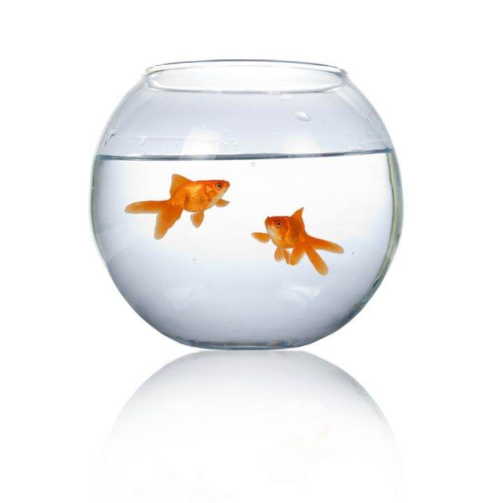 ♪Round Crystal Clear Fish Bowl (8x8cm♒ | Lazada PH