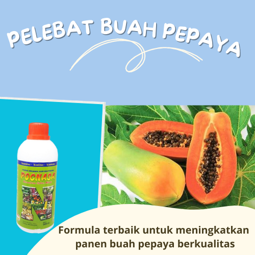 Pupuk Penyubur Pohon Pisang Pupuk Pembesar Buah Pisang Pupuk Pelebat Buah Pisang Pupuk Pisang ...